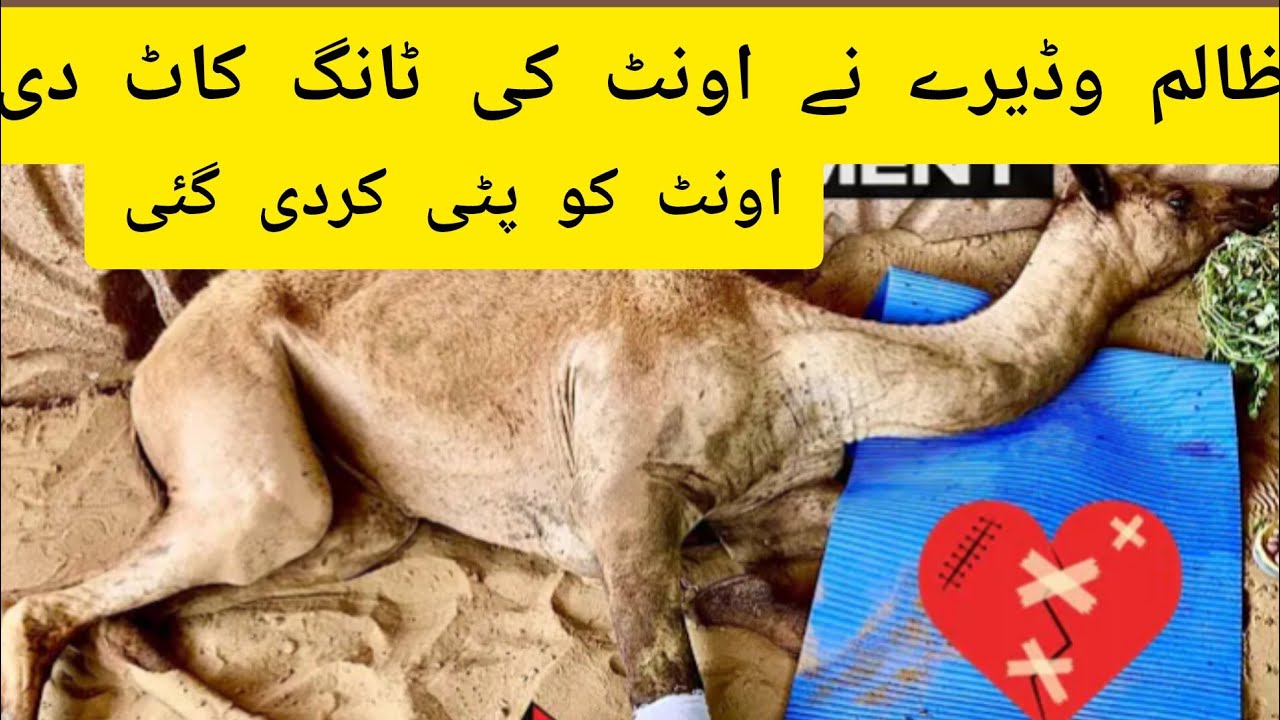 camels leg cut incident | camel leg cut full video | camel leg cut news ...