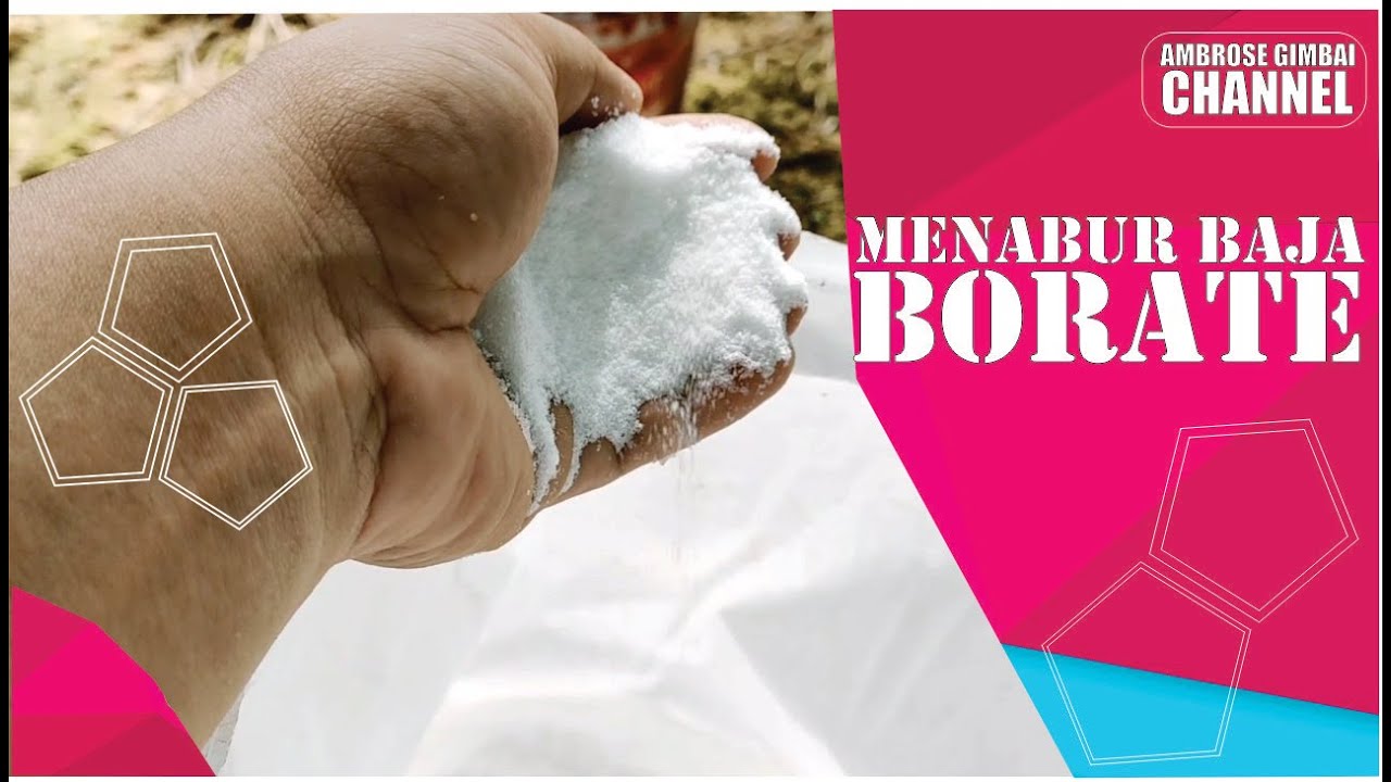 Cara Saya Menabur Baja Borate@Boron - YouTube