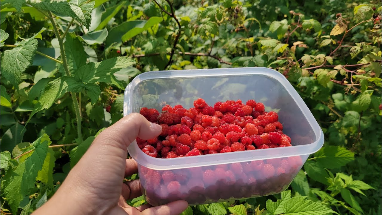 FIRST TIME I'M HARVESTING RASPBERRIES 😊 | DAILY VLOGS | CANADa 🇨🇦 - YouTube