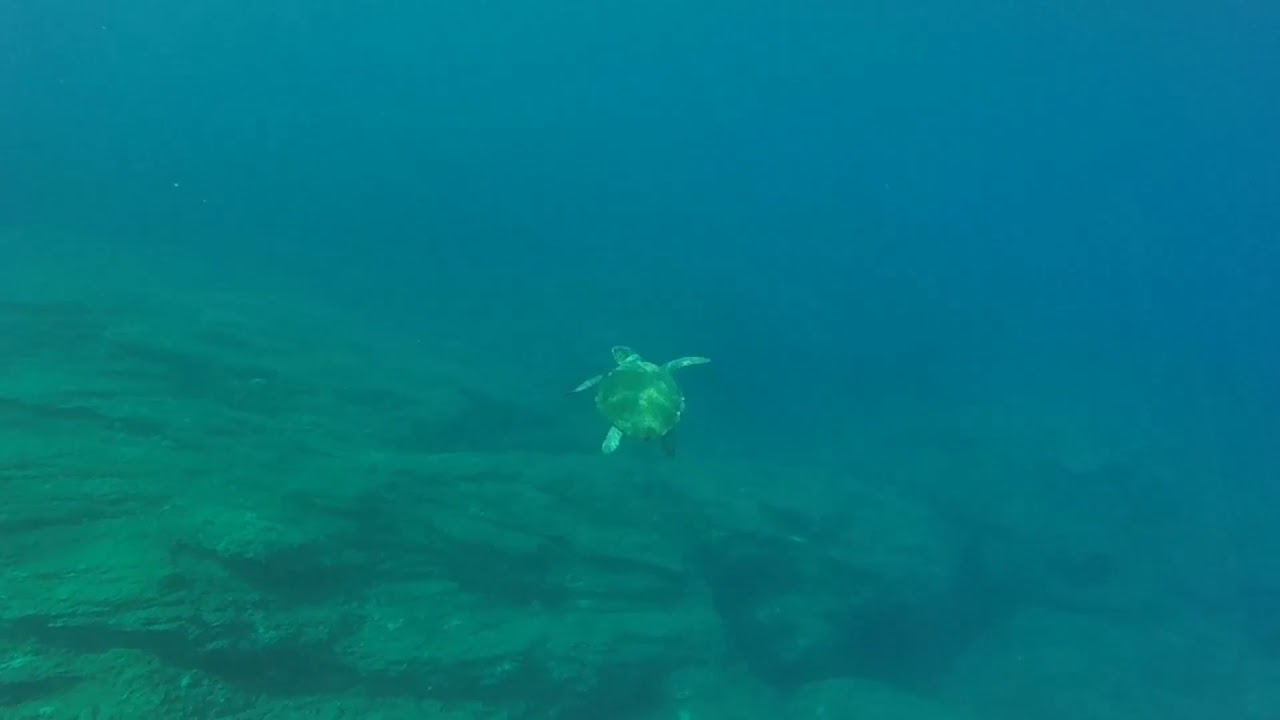 turtle at Bali Beach Crete - YouTube