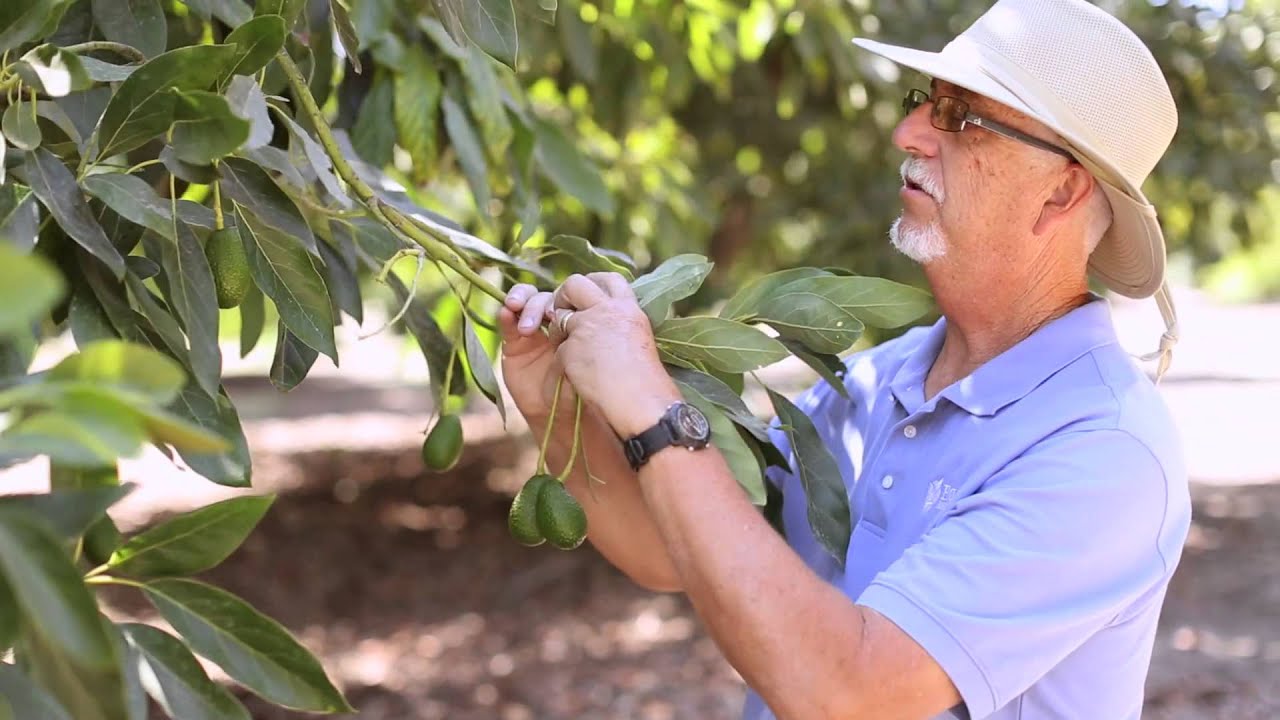 David Holden Tree Crop Trial Results FBSciences - YouTube