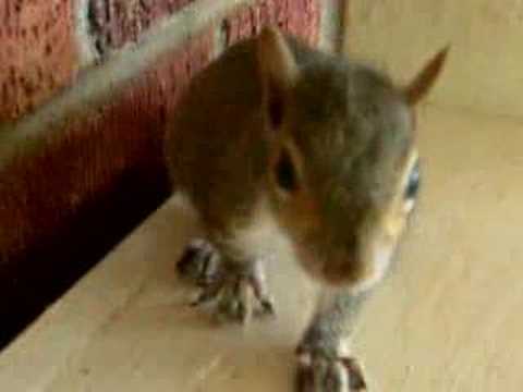 Squirrels Everywhere! 7-8 Week Old Squirrel Antics! - YouTube