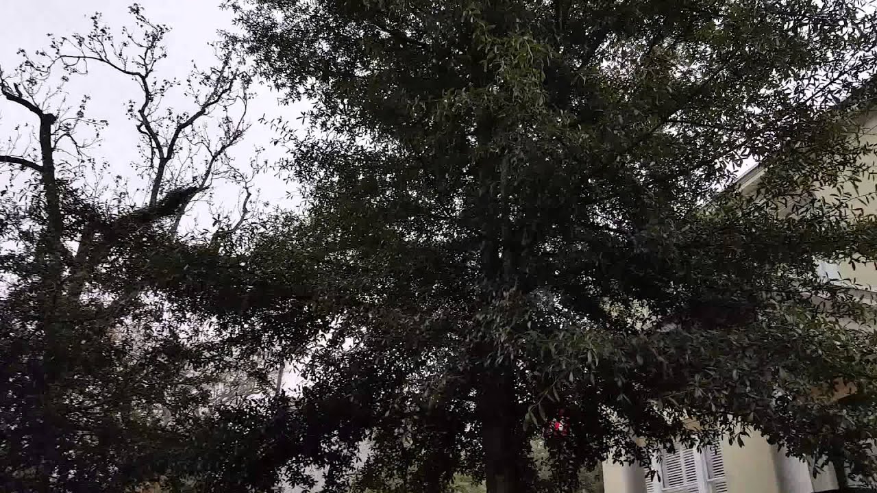 Snow in Savannah 2016 - YouTube