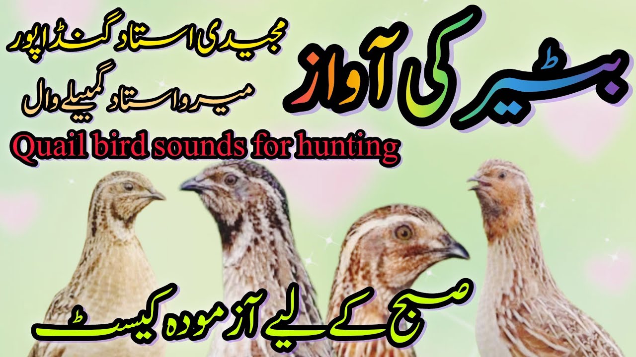 Quail bird sounds for hunting common quail bird sounds for hunting ...
