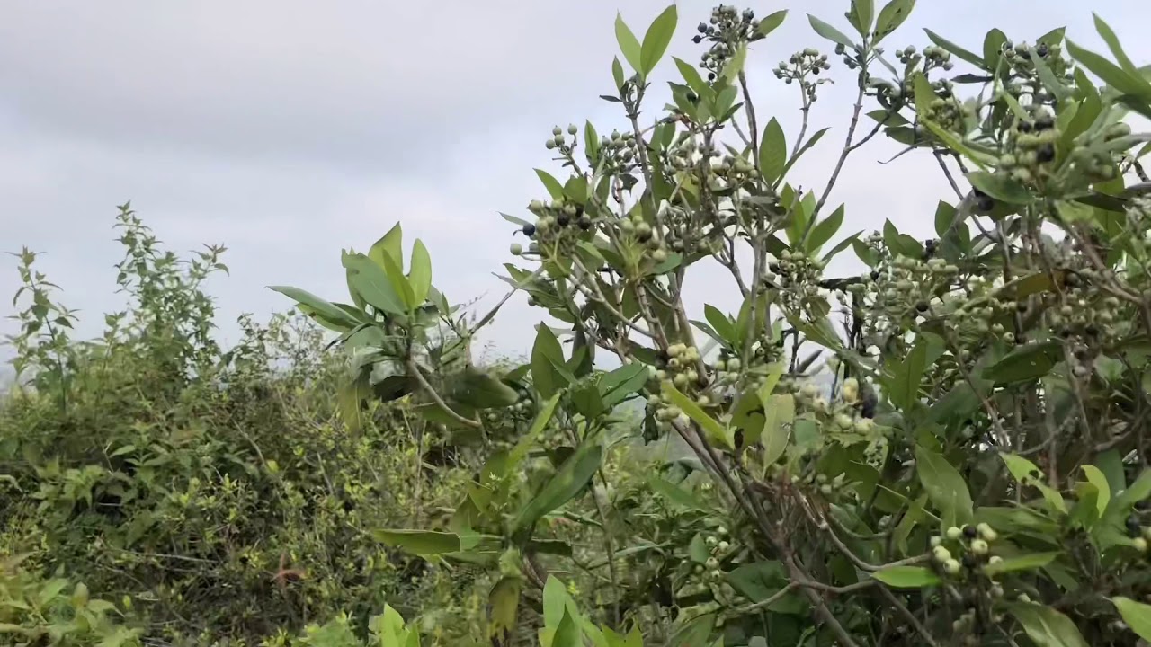 Turahalli view point /Thurahalli forest Bangaluru Places to Visit for ...