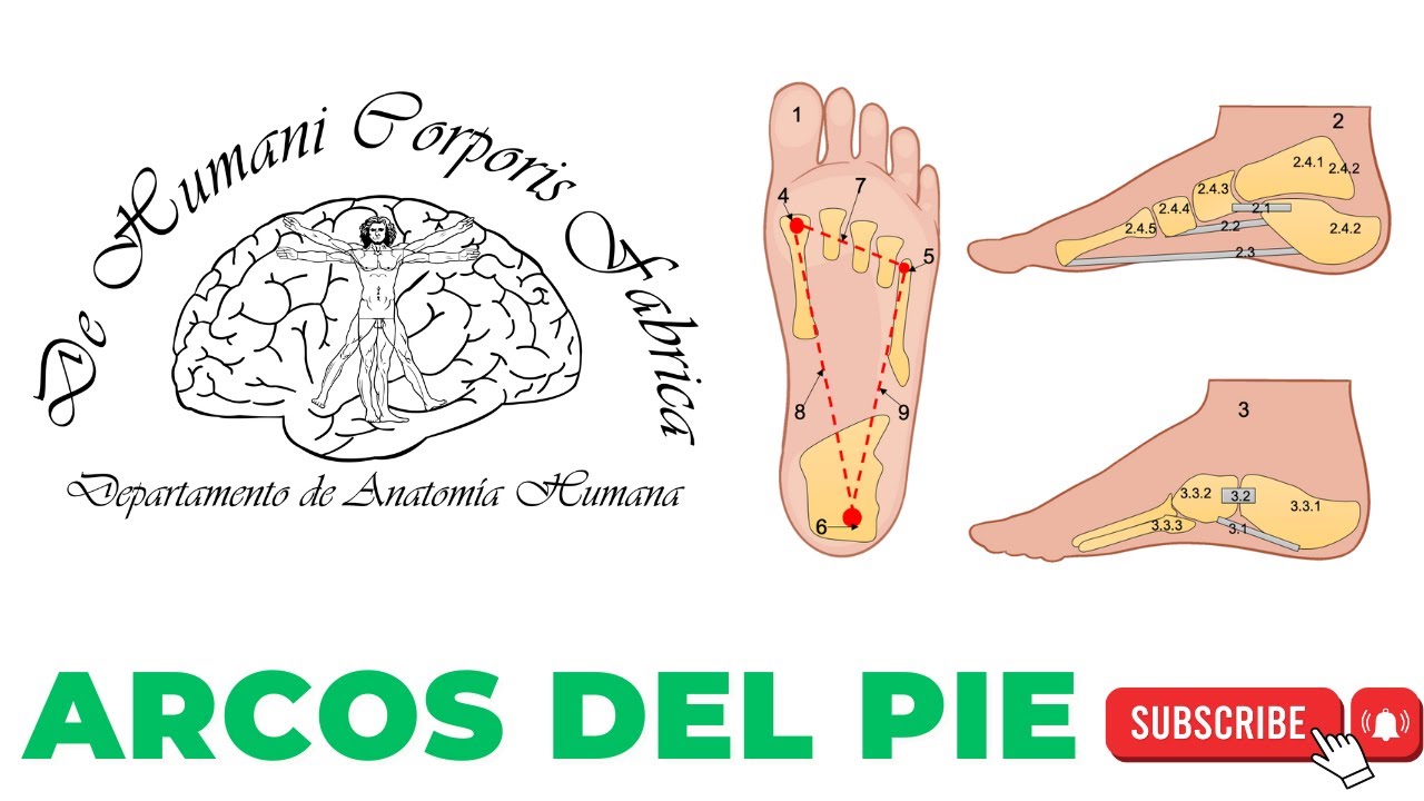 Arcos del pie || Esquema 3D || Resumen completo || Video Clase - YouTube