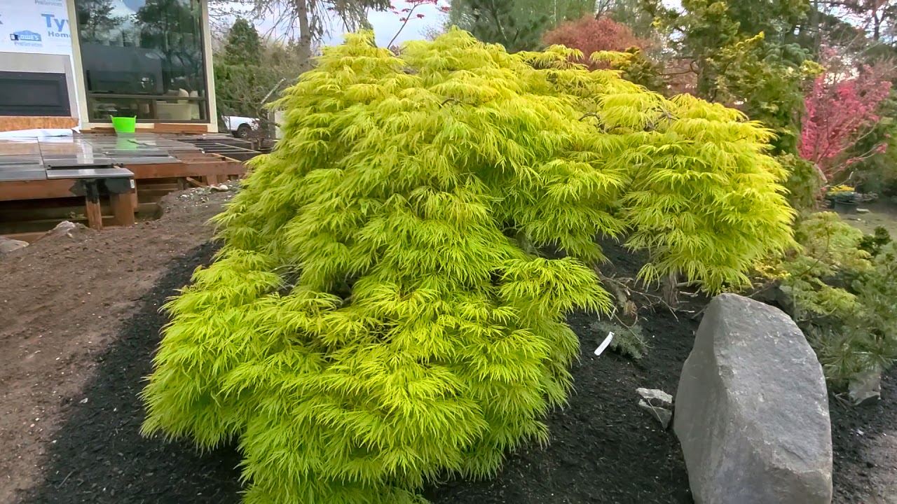 Why I love Japanese maples spring color the Best - Amazing Maples - 23 ...