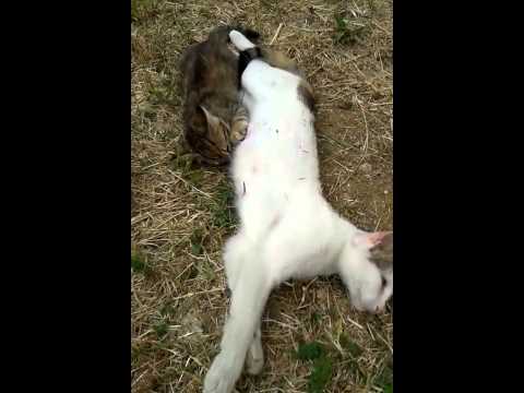 YAVRU TEKİRİMİN ANNESİ PAMUĞUN SAĞA SOLA DÖNMESİNE PES ETMEDEN EMMEYE DEVAM ETMESİ mp4