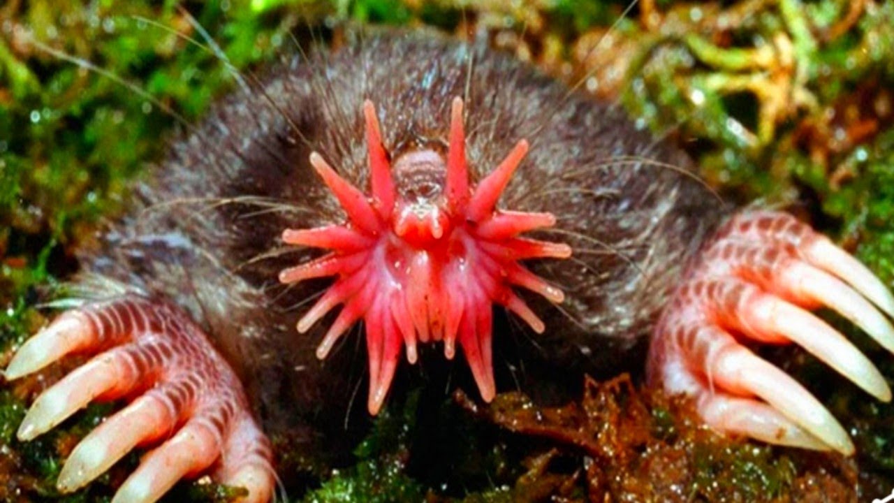 54 wierd rare unusual strange unique wonderful interesting creatures in ...