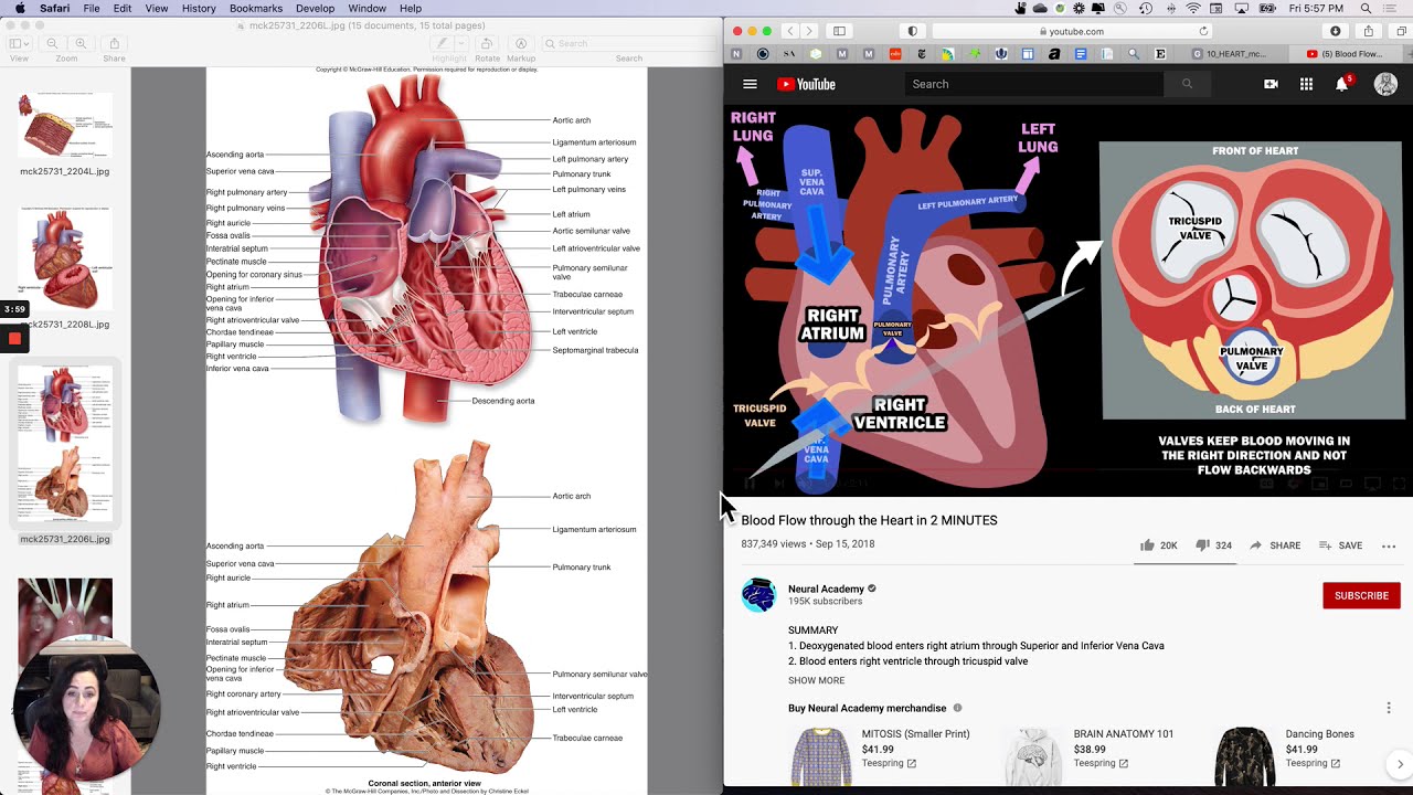 Heart4 Valve function - YouTube