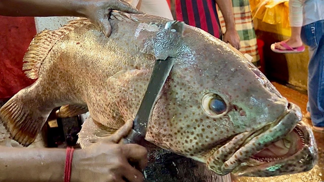 20 Kg Giant GOLIATH GROUPER Fish Cutting Skills In Fish Market | Fish ...
