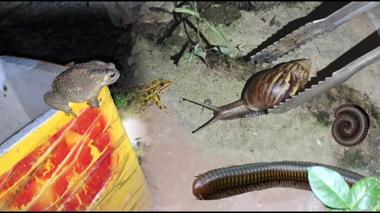 Silence Night, Great Catching Snail, frog, Worm And Toad In My Farm ...