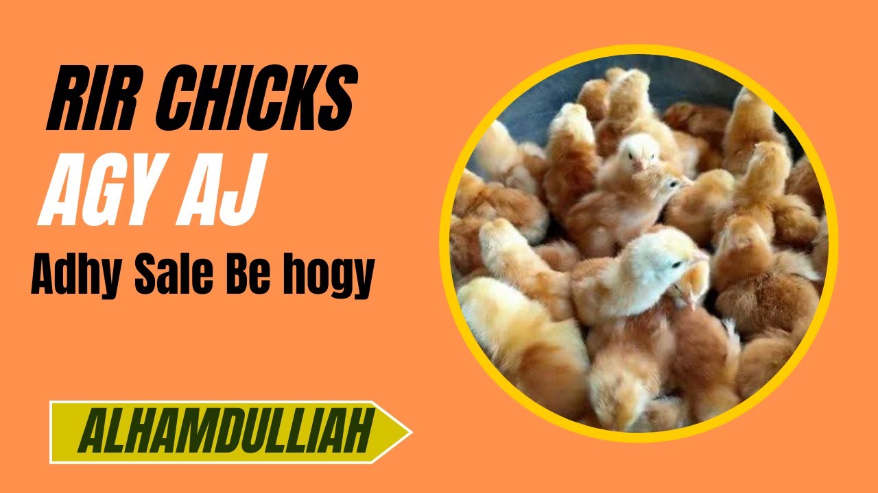 RIR Breed k chicks agy aj Alhamdulliah/#poultry #animals #henslover ...