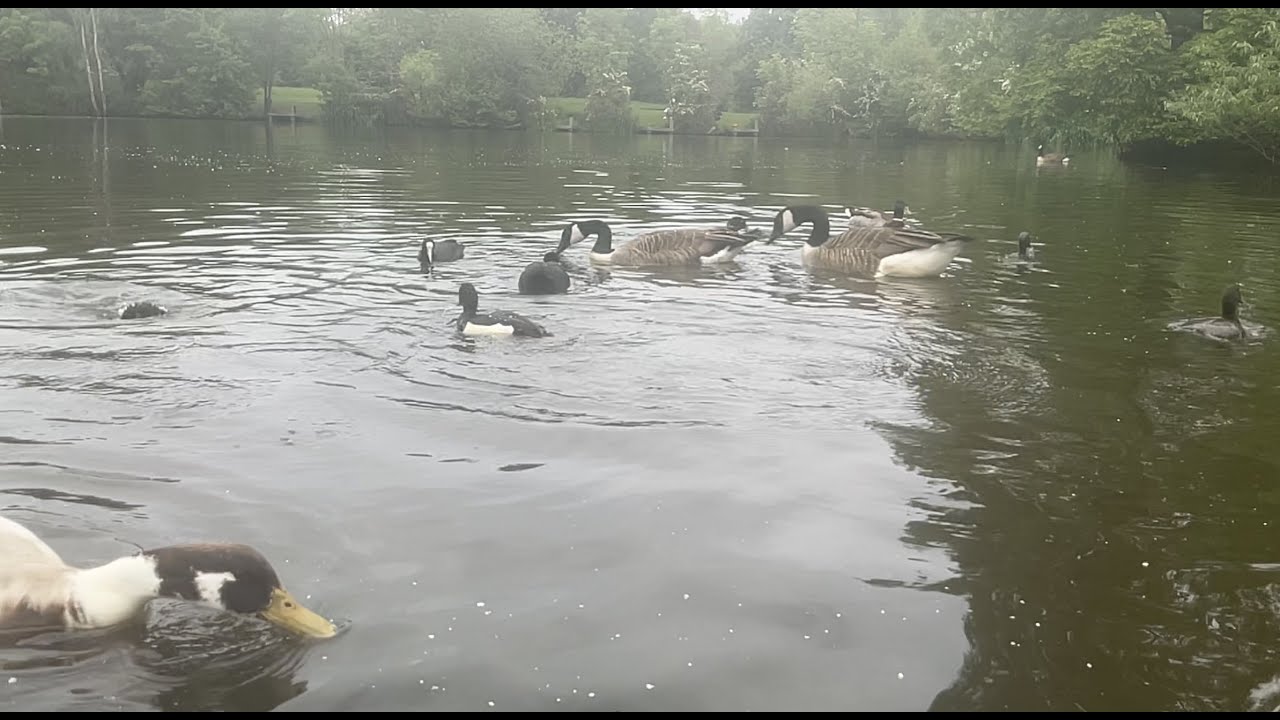 Duck Therapy #3 - YouTube