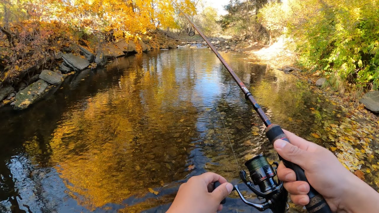 GYAT DAYUM this CREEK is LOADED with TANKS!!! (NEW SPECIES UNLOCKED ...