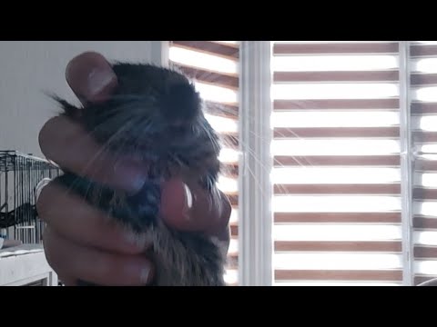 Боевая белка Дея💗 Крысы дамбо + белки дегу❤‍🔥❤‍🔥