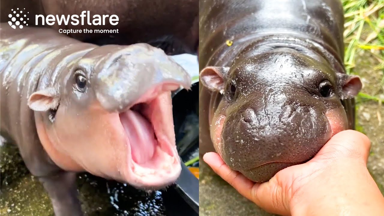 The Best Moo Deng Moments - YouTube