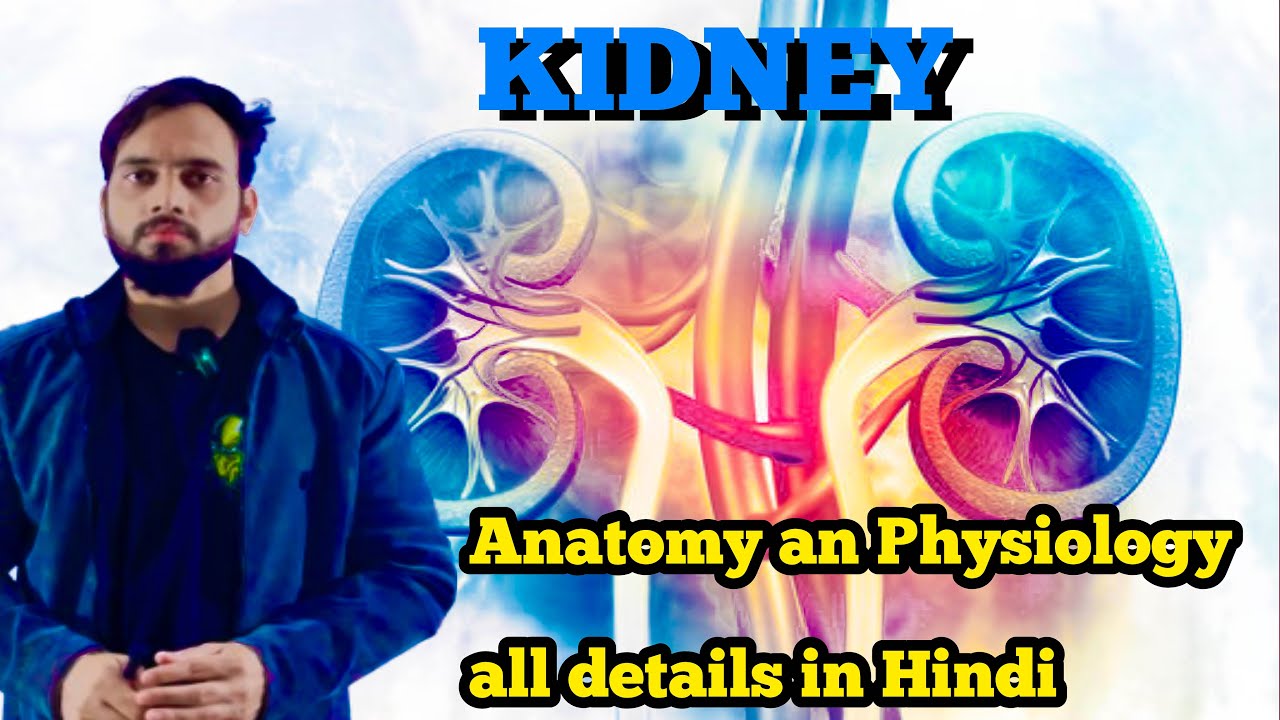 Kidney anatomy and physiology | urinary system anatomy and physiology ...