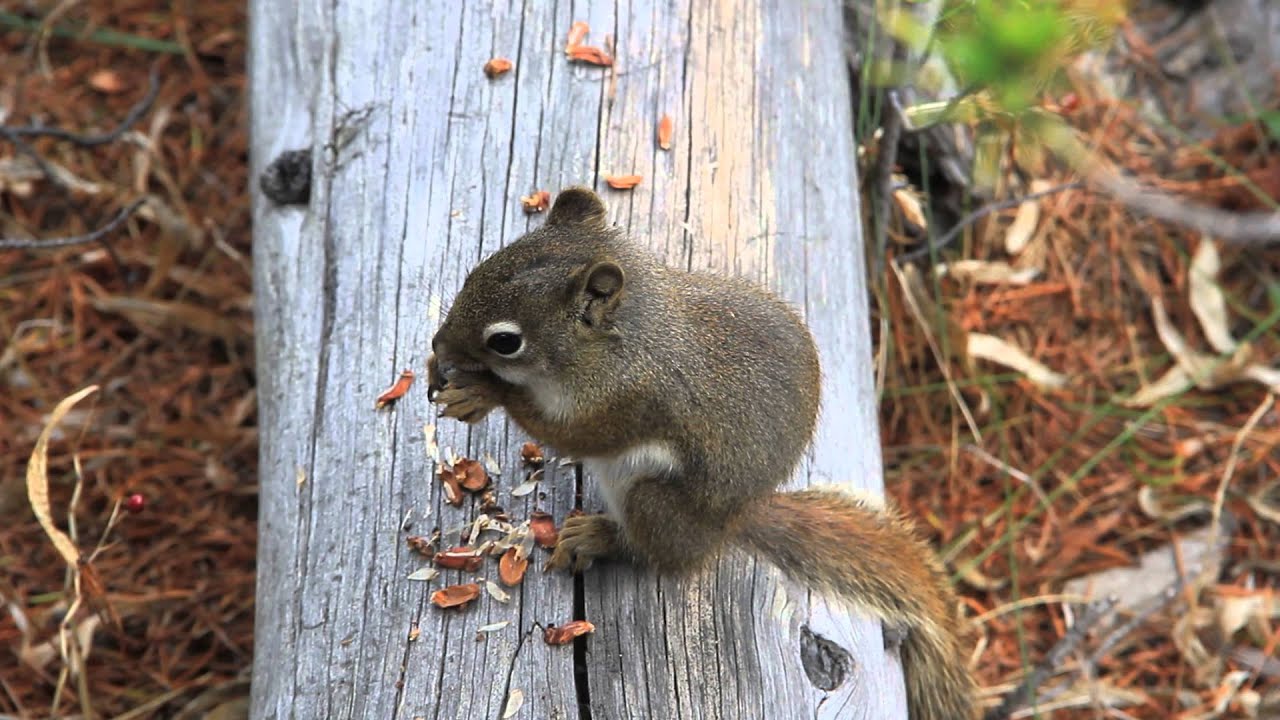 USA - Squirrels Dinner in Yellowstone NP - YouTube