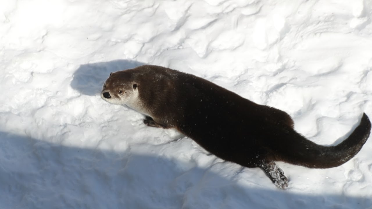 Cute river otters playing in the snow - YouTube