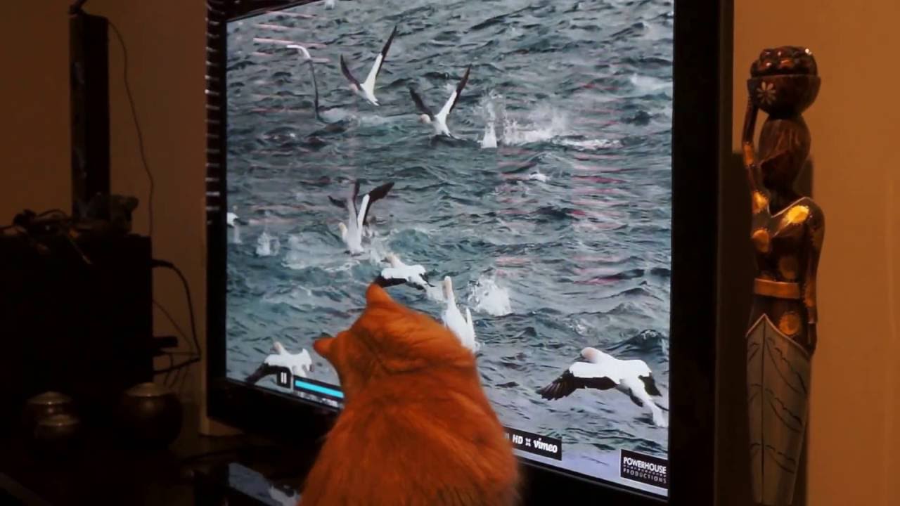 Crazy Cat Nemo, bird hunting on the TV - YouTube