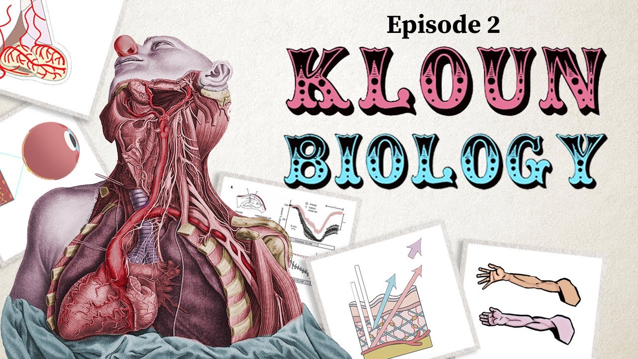 Clownlang Episode 2: The anatomy of the kloun people (Homo sapiens ...