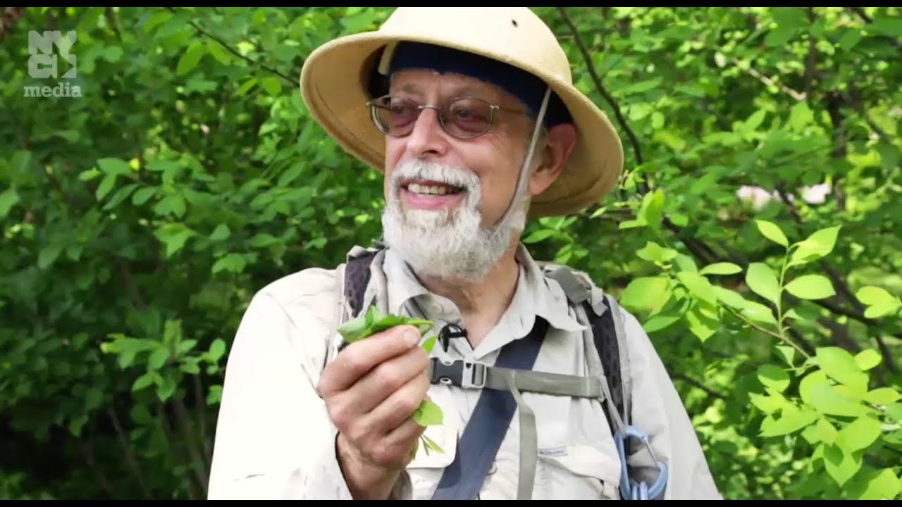 Urban foraging in New York City Central Park, With Wildman Steve Brill ...