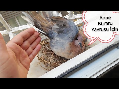 Kumru Yavrusu İçin Verdiği Mücadele Yavrusunu Dışarı Atan Vijdansızlar İzlesinler Belki Utanırlar.