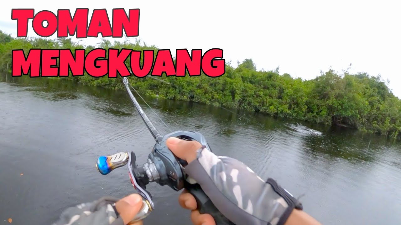 Keseruan mancing Toman di Sungai Mengkuang - YouTube