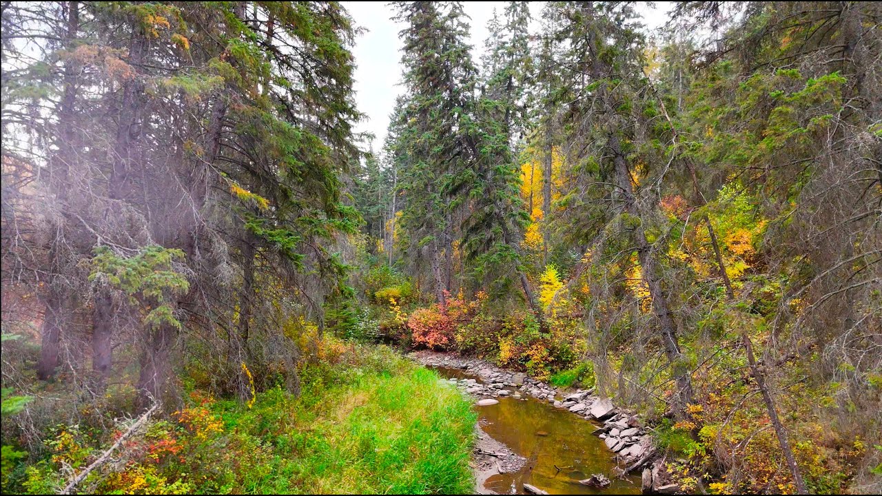 Escape Into Nature: Let Soothing Music Calm Your Mind & Soul - YouTube