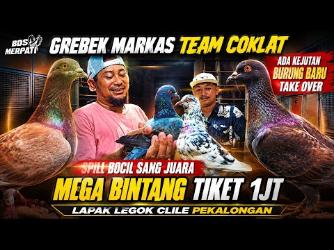 GREBEK MARKAS TEAM COKLAT‼️Ada Burung Baru TAKE OVER | SPILL BOCIL Juara Mega Bintang Tiket 1 JT