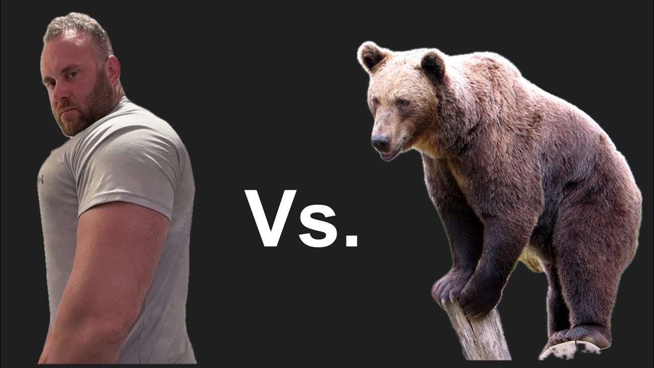 Analysis of the viral man versus bear debate - YouTube