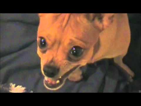 small angry Chihuahua .wmv - YouTube