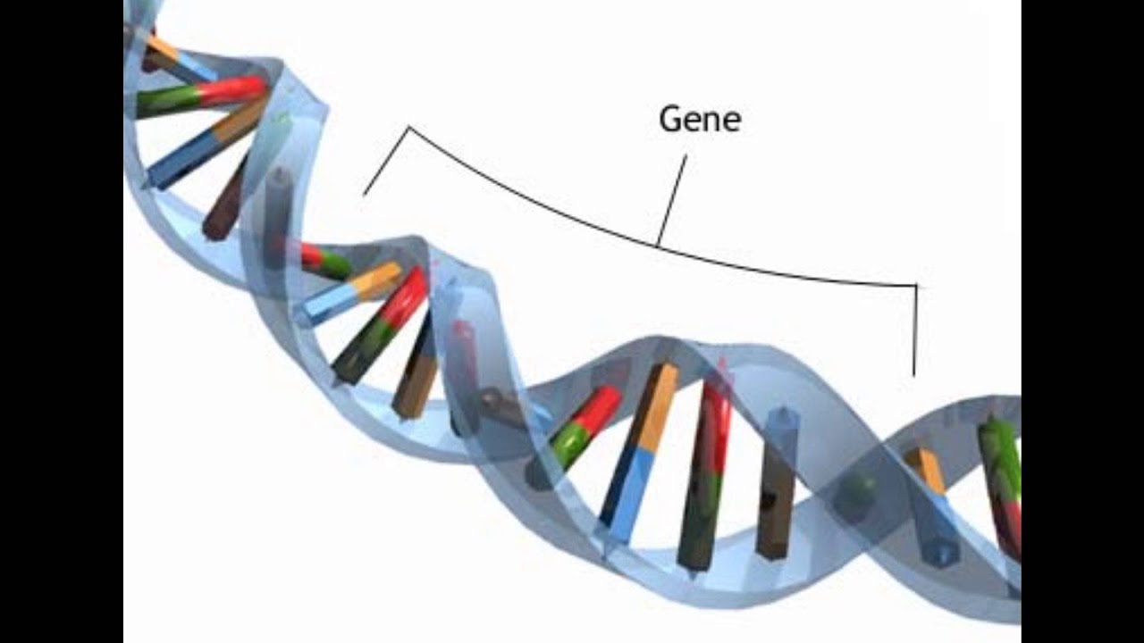 Genes vs. Traits - YouTube