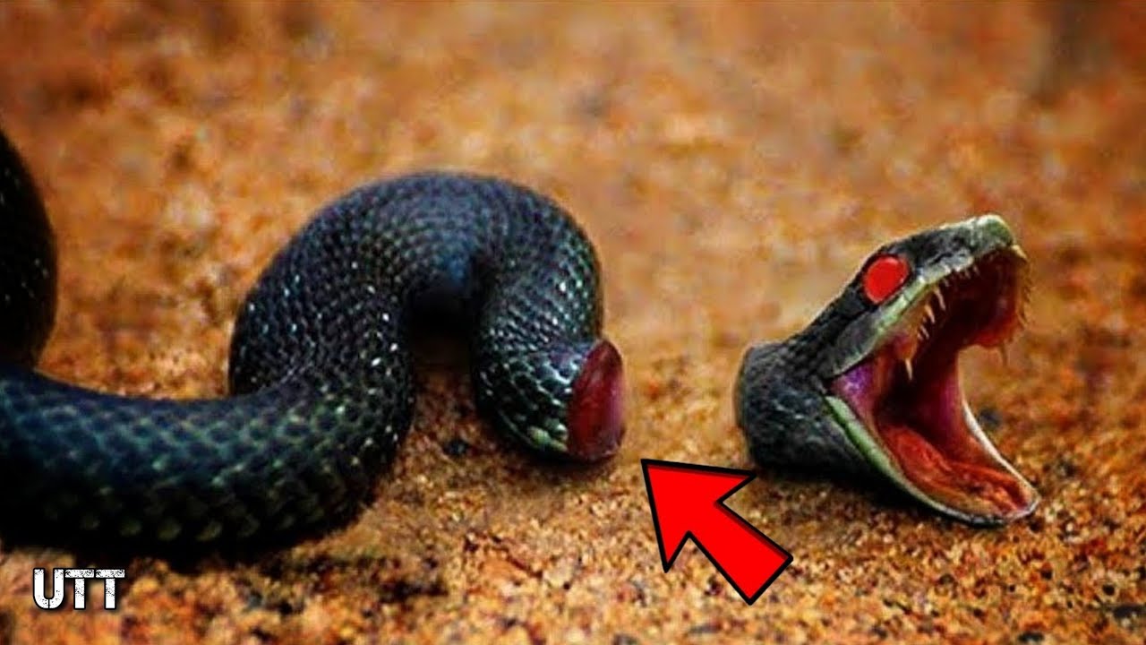 ഇവയ്ക്ക് മരണശേഷവും ജീവിക്കാൻ ആകും | 5 Animals That Can Live After Death ...