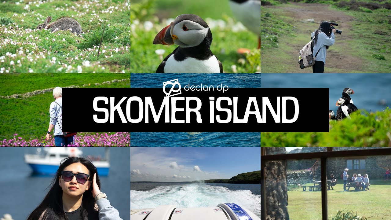 Discover Skomer Island: Puffins, Wildlife, and Stunning Coastal Views ...