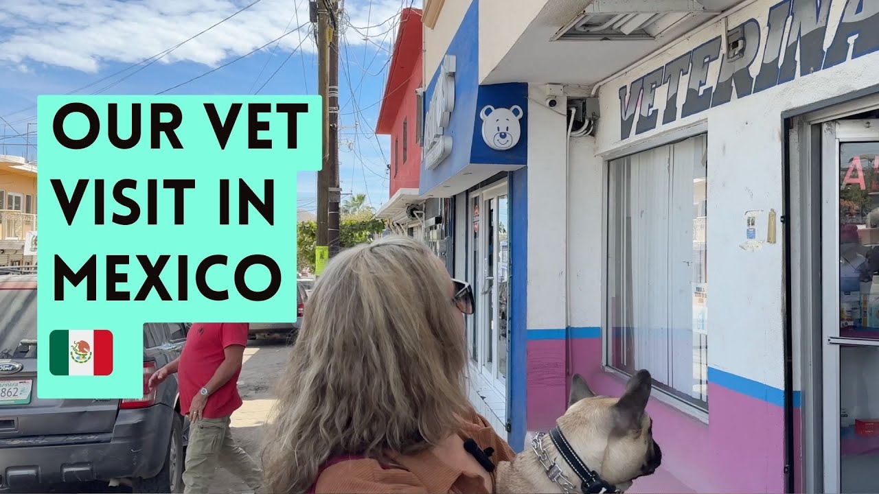 Flying to the USA with a Dog? New CDC Rule Caught Us Off Guard in ...