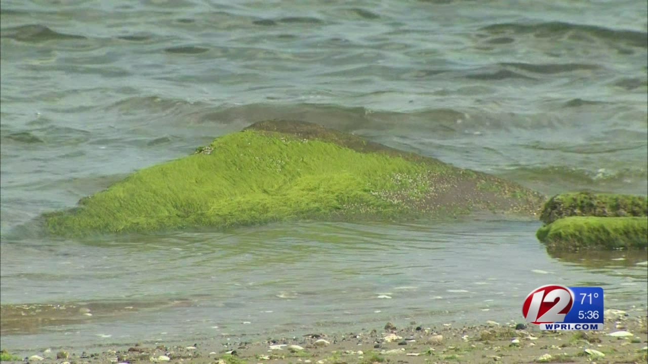 Algae Blooms Force Closure of Shellfish Beds - YouTube