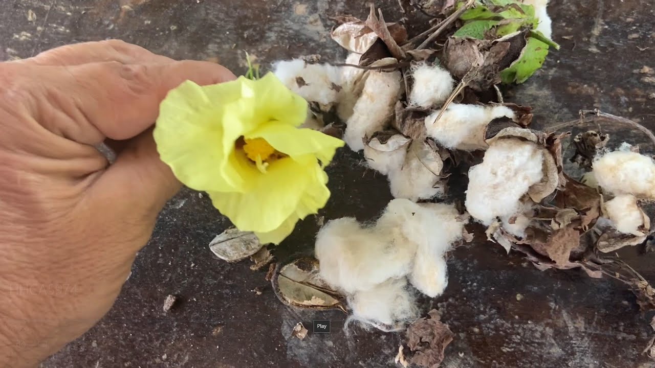 Cotton: Growing clothes in the garden - YouTube