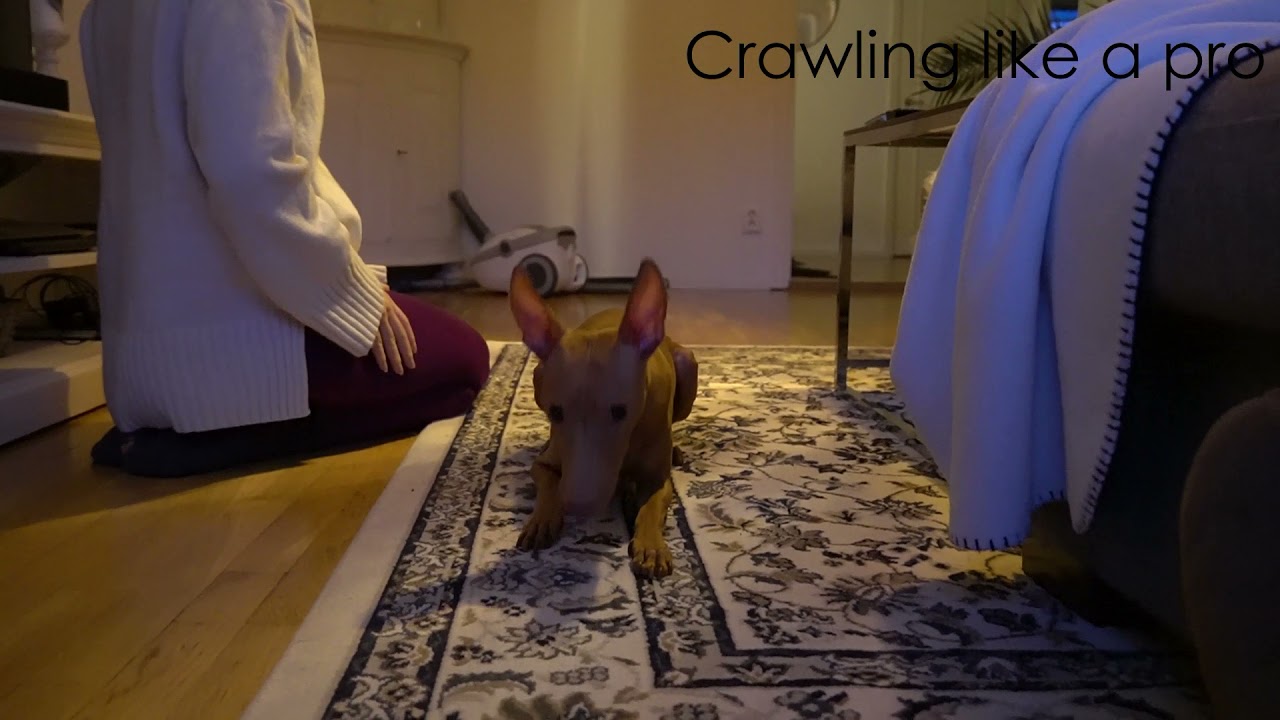 Dog Crawling like a pro - YouTube
