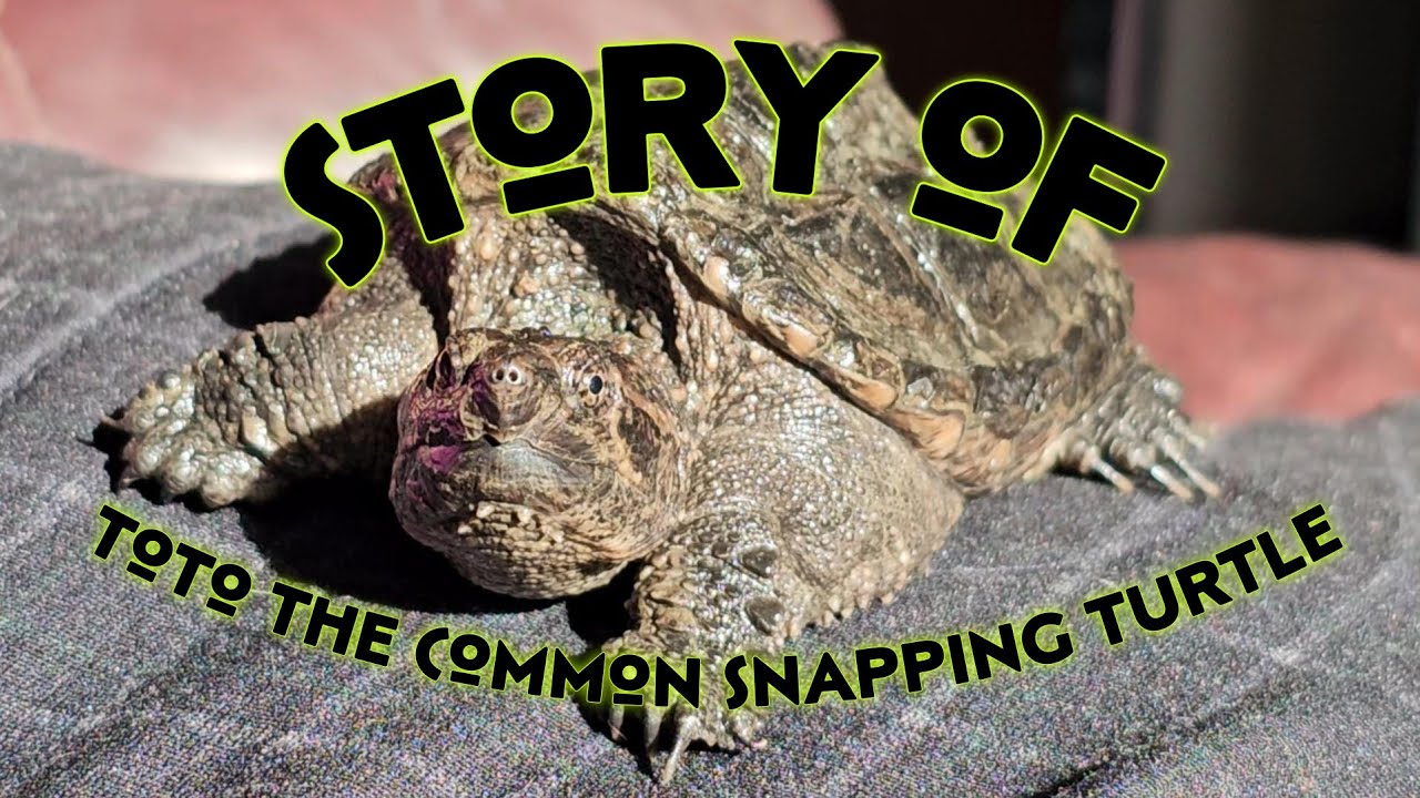 The Story of Toto The Common Snapping Turtle - YouTube