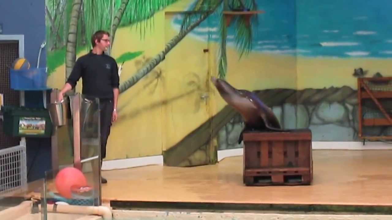 Sea Lion Tricks - YouTube