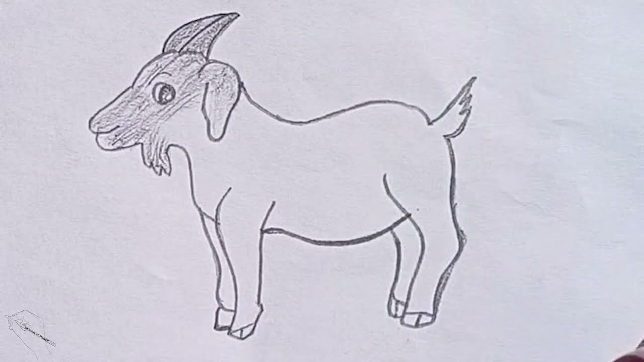How to draw a pencil Goat Sketch | @Sketchatpencil - YouTube