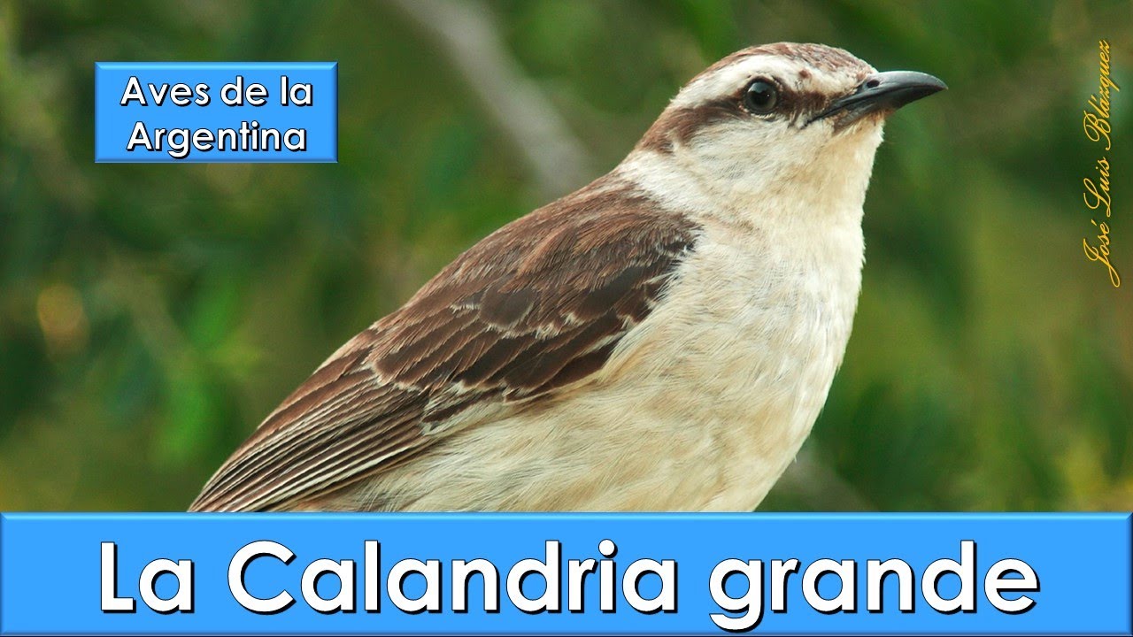 Calandria grande, Chalk browed Mockingbird, (Mimus saturninus), Aves de ...