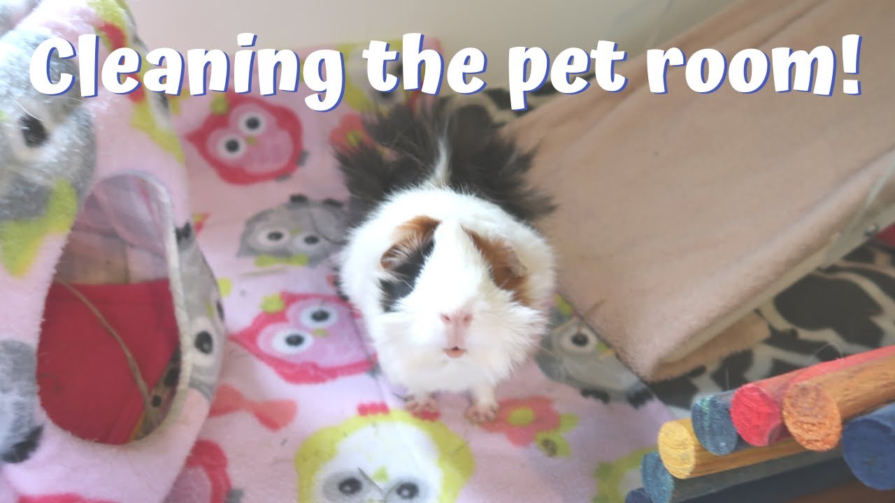 Weekly Routine for Cleaning the Pet Room! - YouTube
