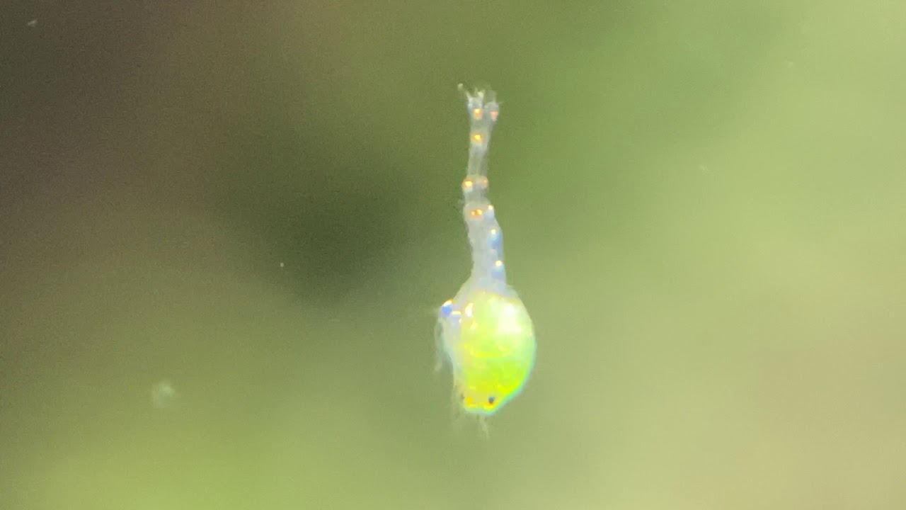 Green Hawaiian Opae ula larva - YouTube