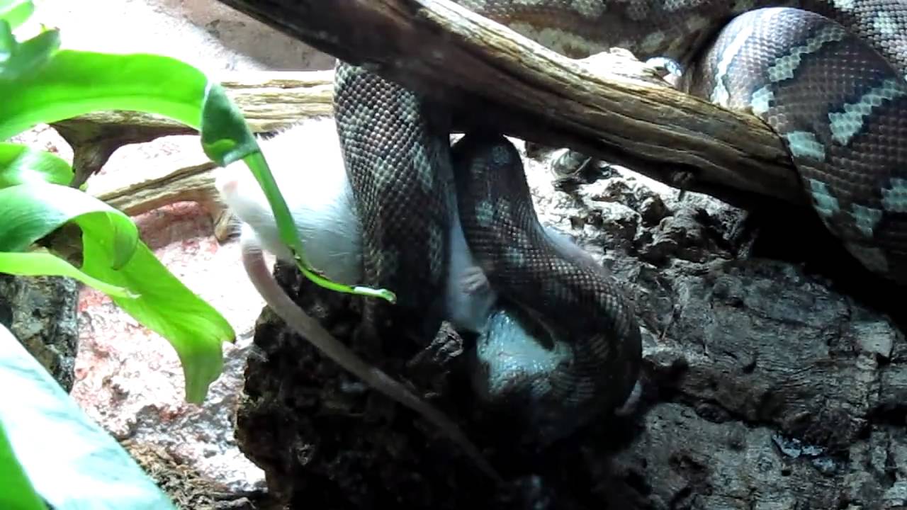 Centralian carpet python Part 1 - YouTube