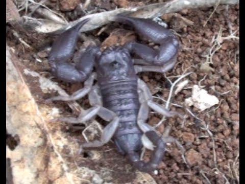 NATIVE AUSTRALIAN SCORPION - YouTube