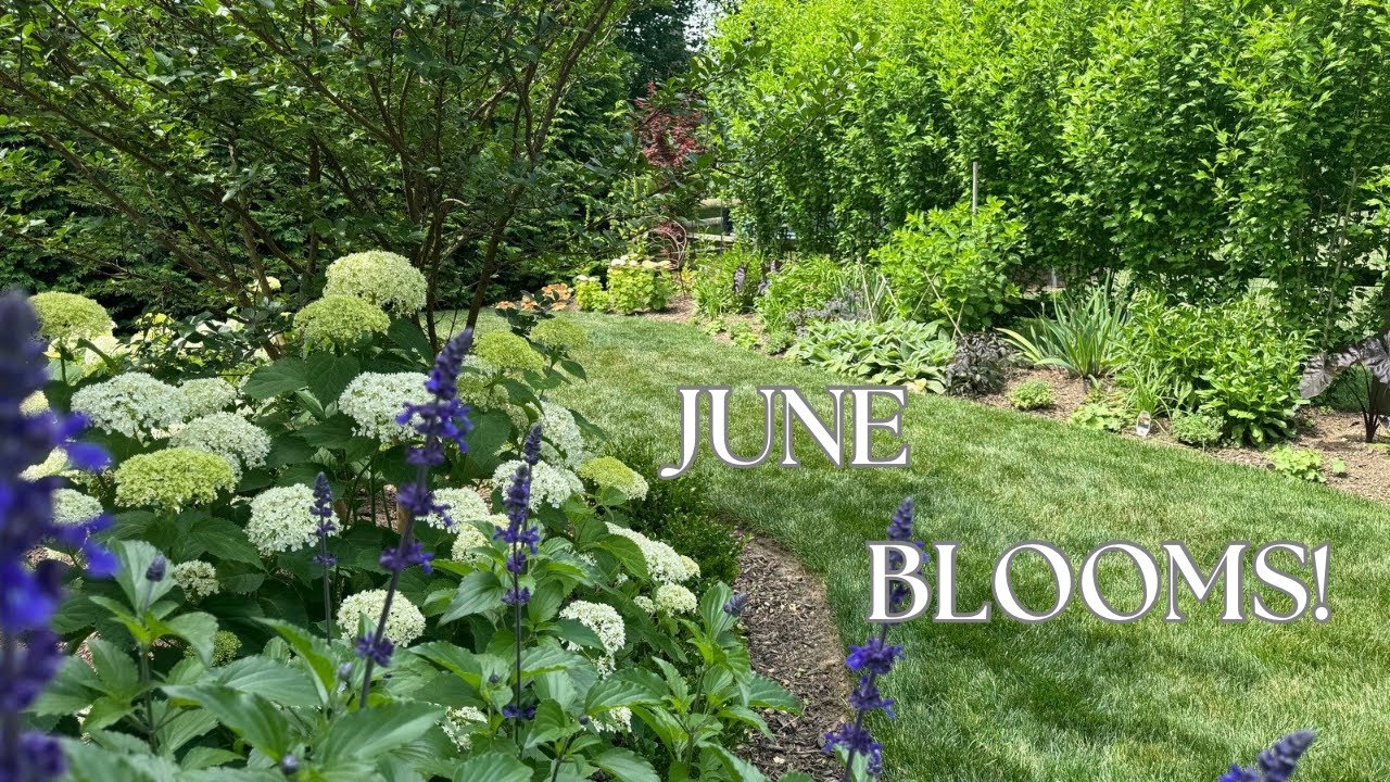 June Garden Tour! It"s Rose And Hydrangea Season! Plus Recent Planting ...
