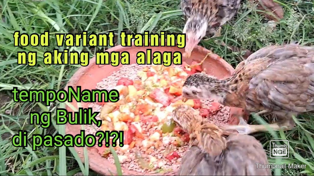 Introducing variants of food to my Chicks - YouTube